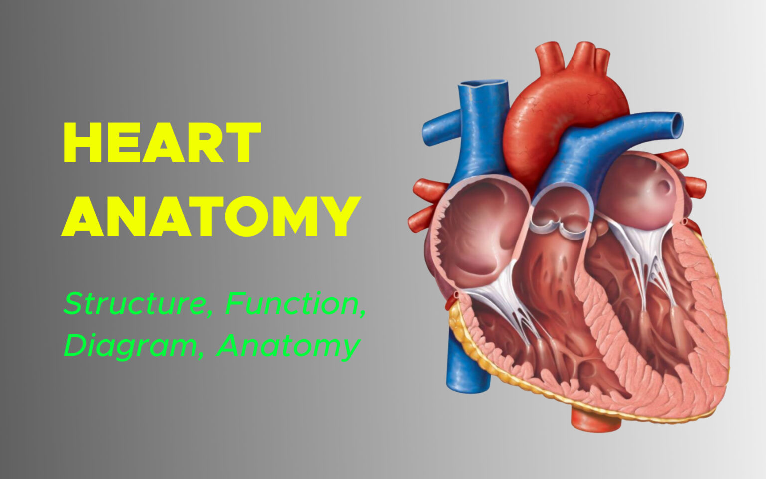 Anatomy of the Human Heart | SurgMedia