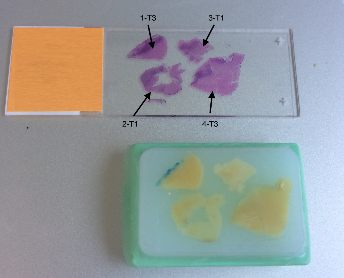 Histology for Beginners | SurgMedia