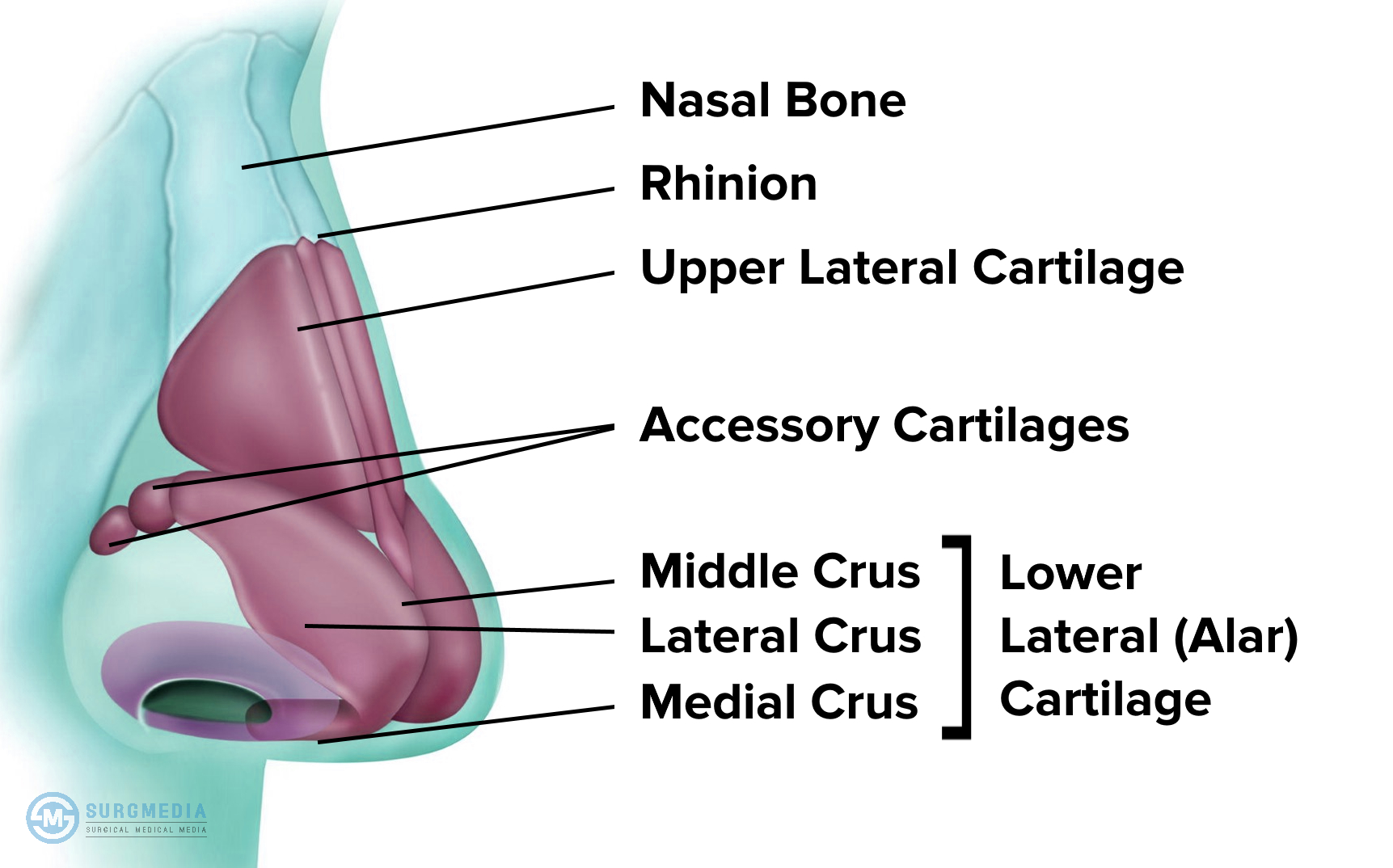 What is Rhinoplasty? | SurgMedia